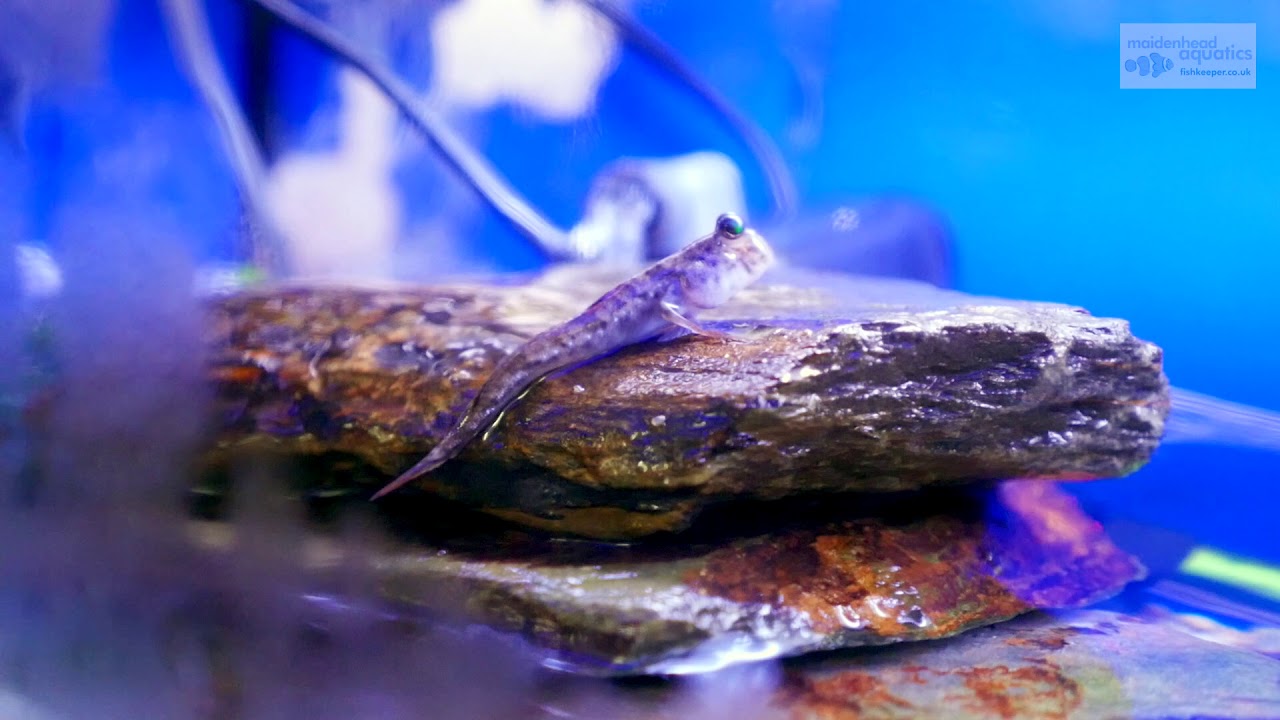 Brackish Water Fish