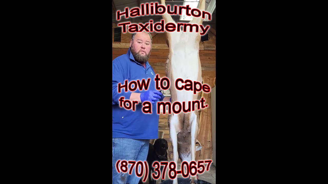 Halliburton Taxidermy - How to Cape a deer for mount. - YouTube