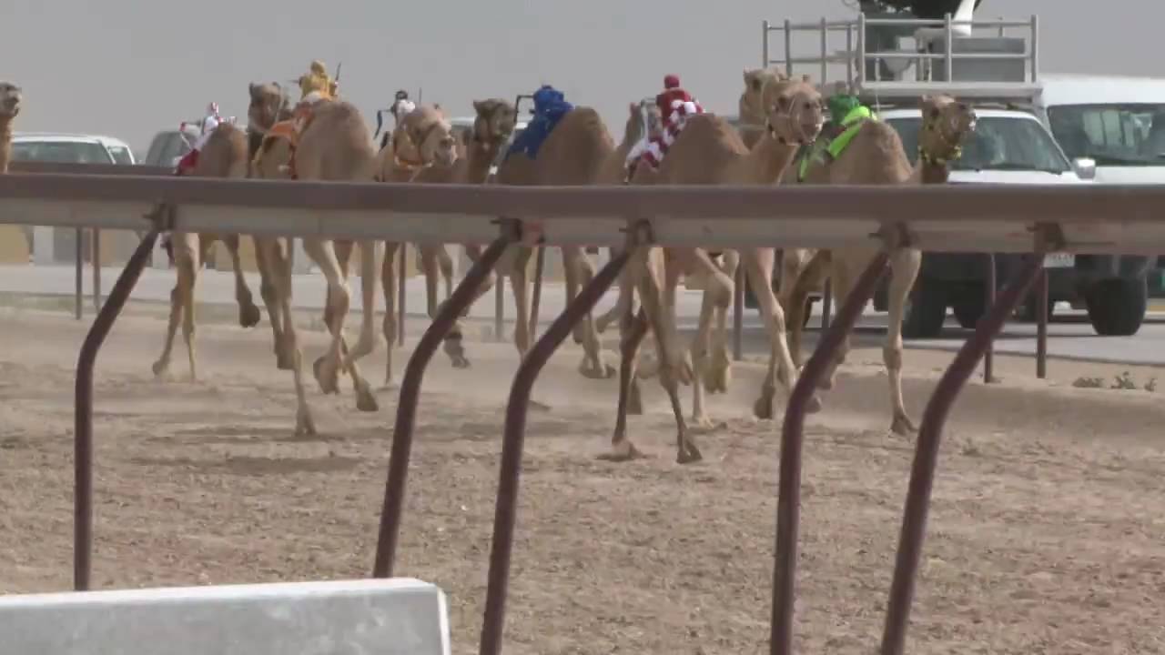 Camel Races in Qatar - YouTube