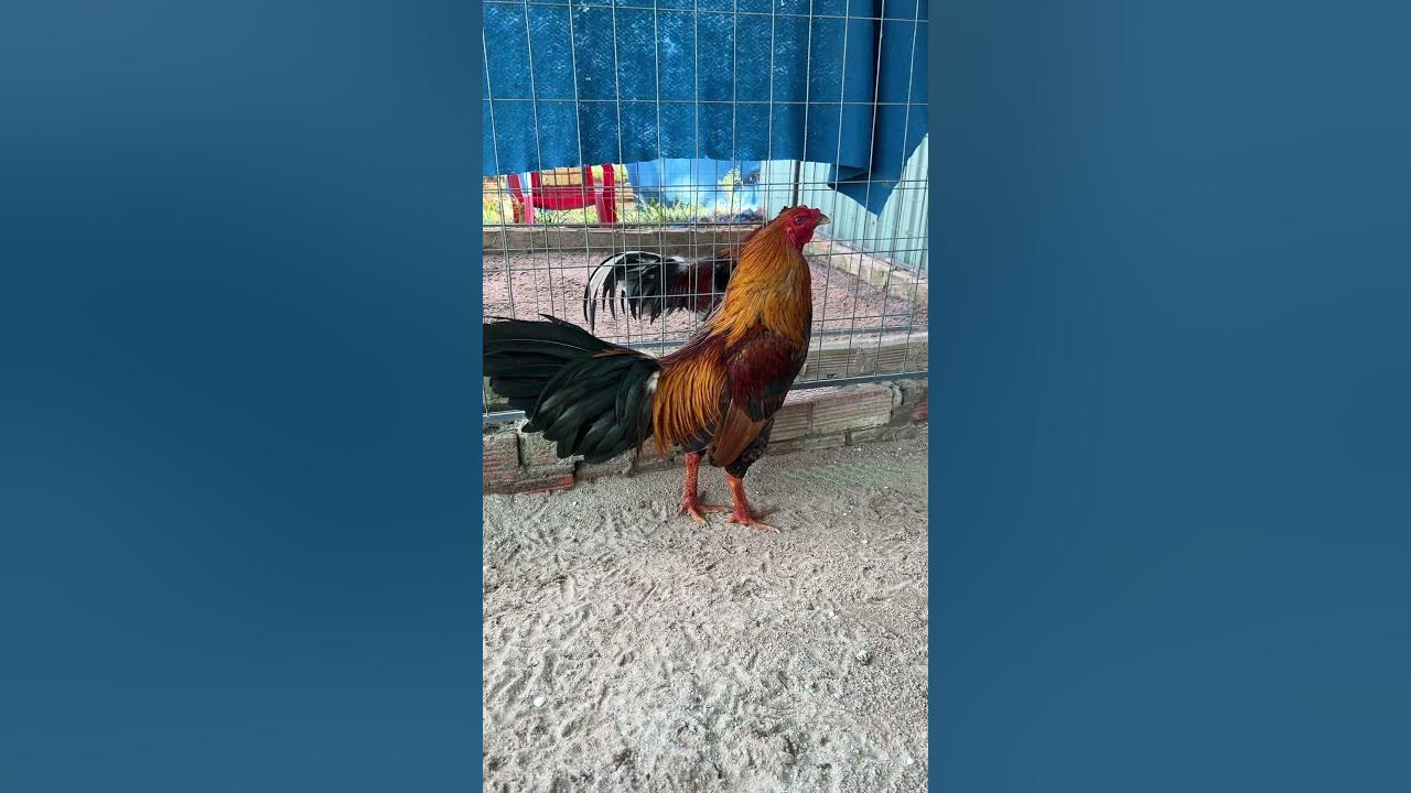 Chú gà vàng đáng yêu, 3kg3. Hàng giá trị - YouTube