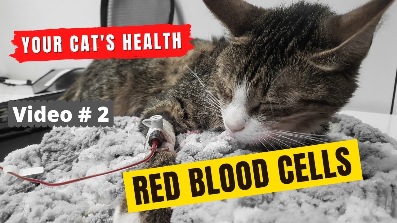 Red Blood Cells of Cats - Anemia || Pet Owner's should know || Video 2 ...