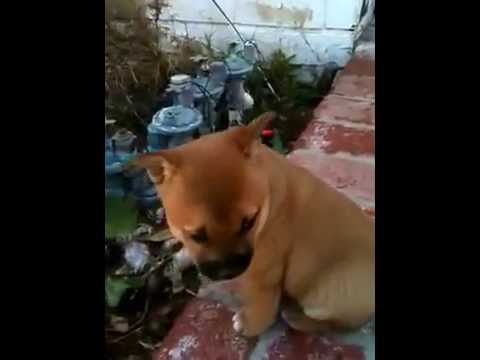 Shiba Inu/Pug pups - YouTube