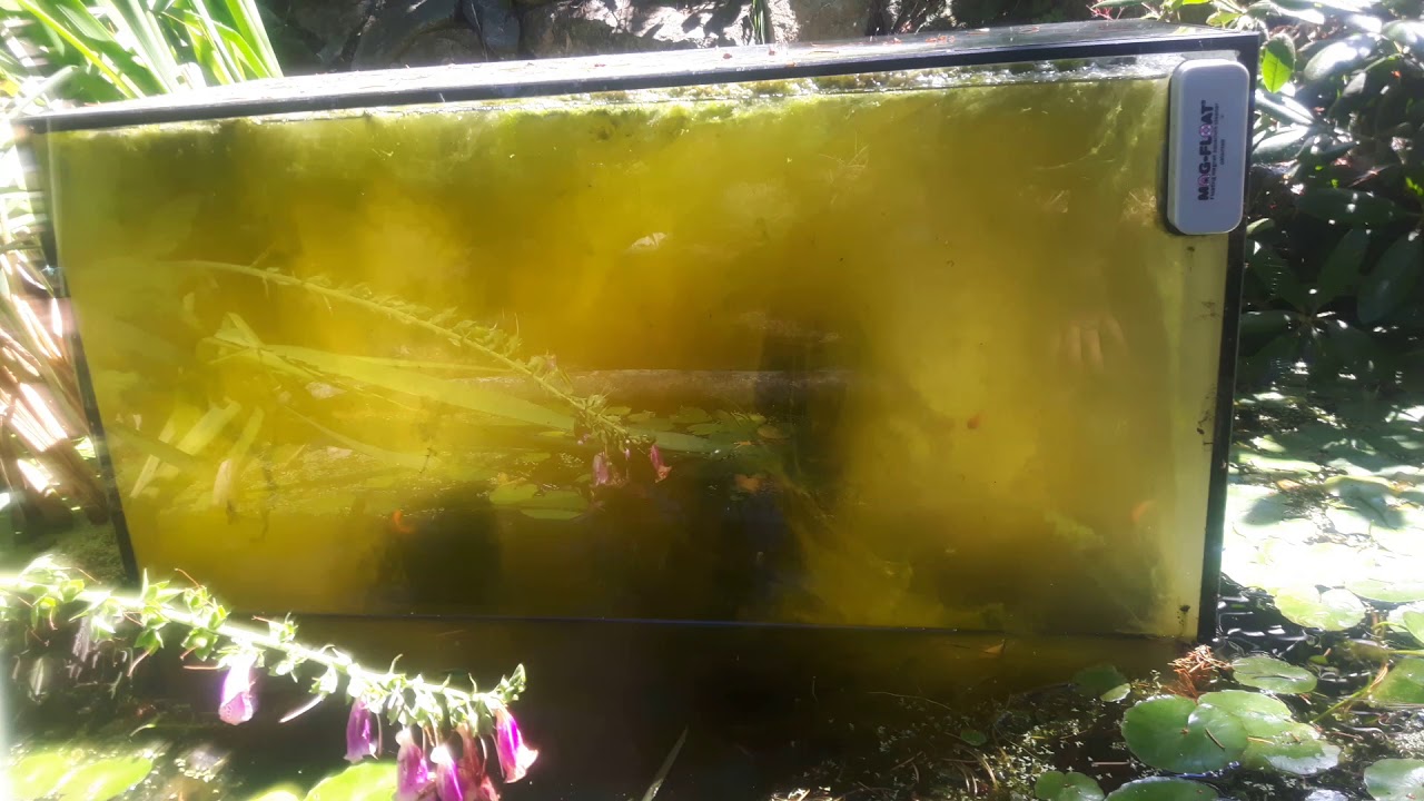 pond aquarium experiment with biochar Day 36 - YouTube