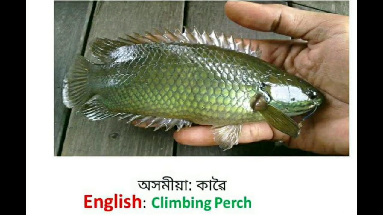 অসমীয়া মাছ নাম ইংৰাজীত । Assamese fish name in english #LatsTalk - YouTube