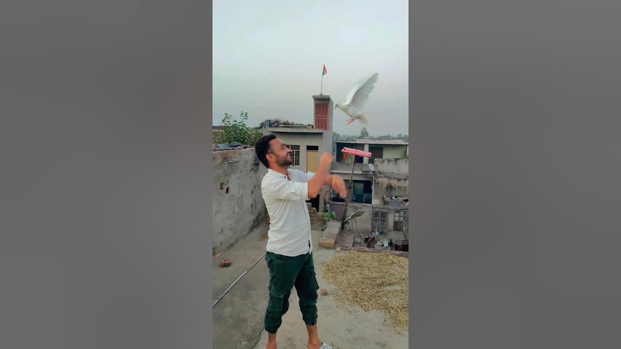 Kashmiri kabutar new WhatsApp status kabutar lover New video sakib Ansari #pas - YouTube