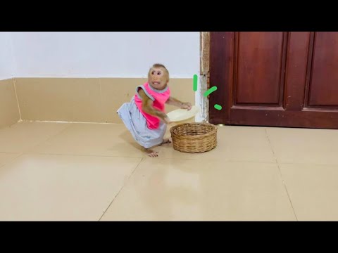 Smrt bb mnkey Jasmine preparing plate for mom when mom siiick - YouTube