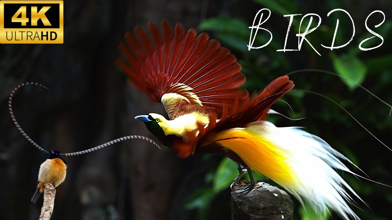 25 Flamboyant Birds & Their Scientific names | Bird Sounds - YouTube