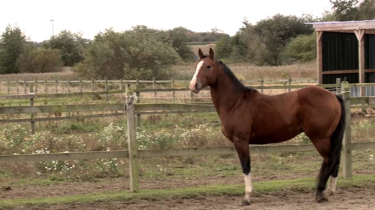 Taming young, wild stallion: When Horses Choose by Mia Lykke Nielsen ...