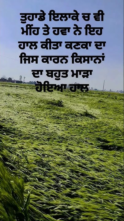 ਕਣਕtrendingyoutubehortsnewvideoviraltiktoktrendingshortstrendhighlightstiktoknew