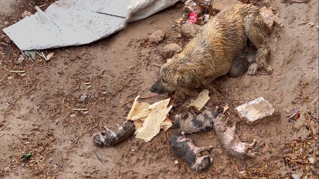 Soak Wet & Shaking, Abandoned Mother Dog Still Used Body To Cover Her ...