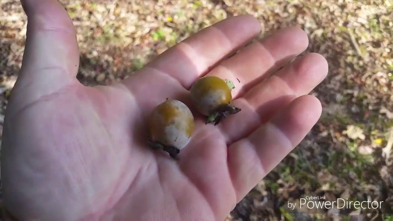 2018 Winter weather OLD TIME Persimmon forecast! MUST WATCH!! - YouTube