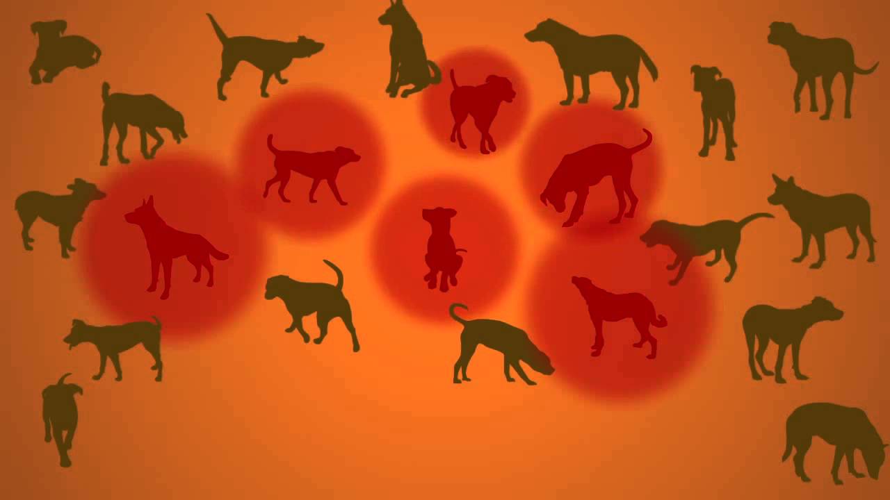 Herd Immunity animation - YouTube