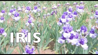 IRIS - FIRST  BLOOMS - SCHREINER'S IRIS GARDENS