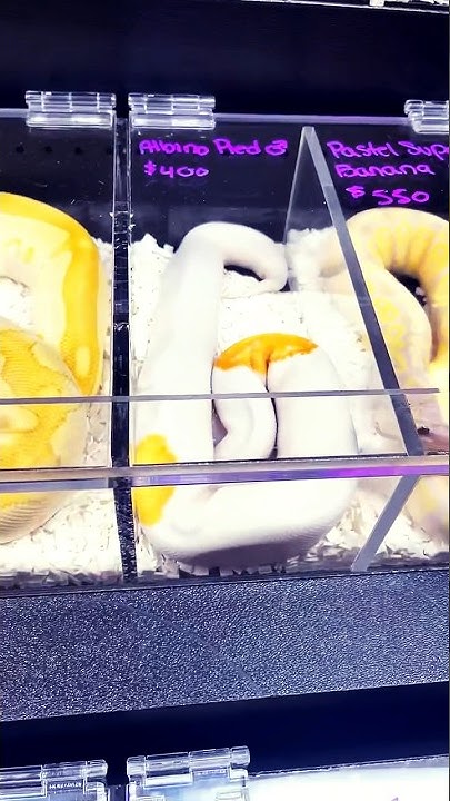 🐍 Albino Pied Assortment of Ball Python Morphs?! 🐍 - YouTube