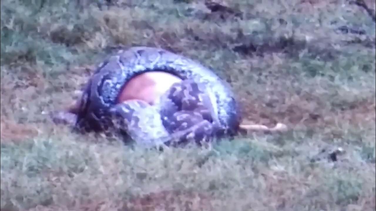 Python kills impala at Tembe - YouTube