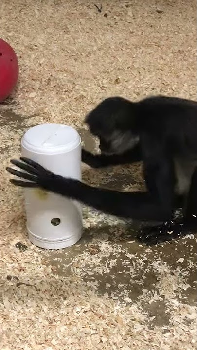 spider monkey enrichment - YouTube