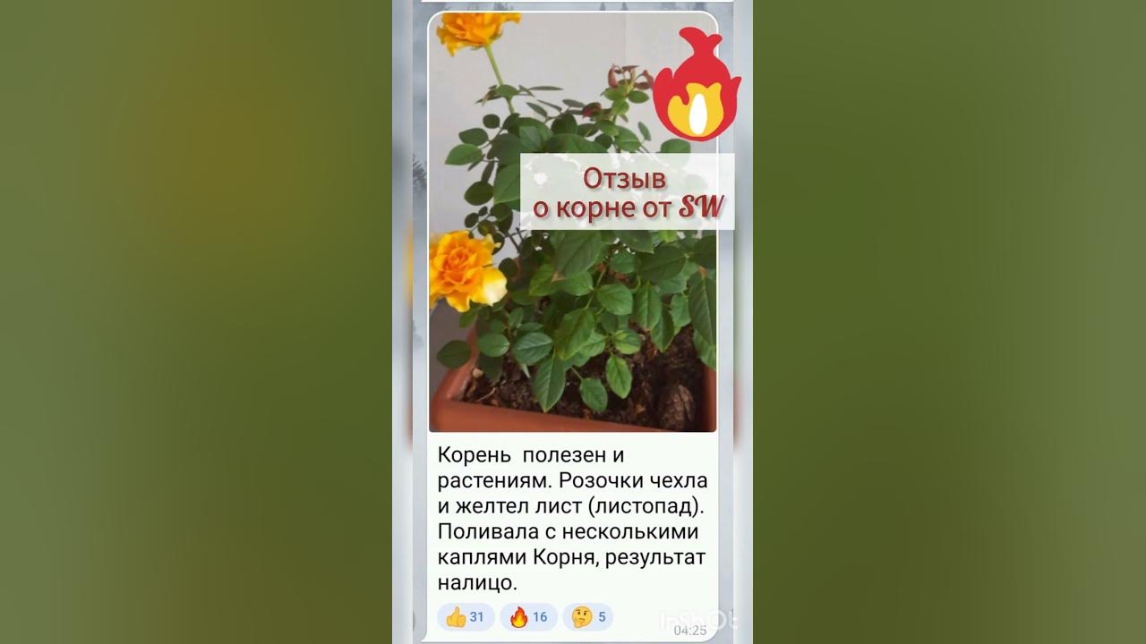 Легендарный корень от сибирского здоровья для наших 🌹🌹🌹 # ...