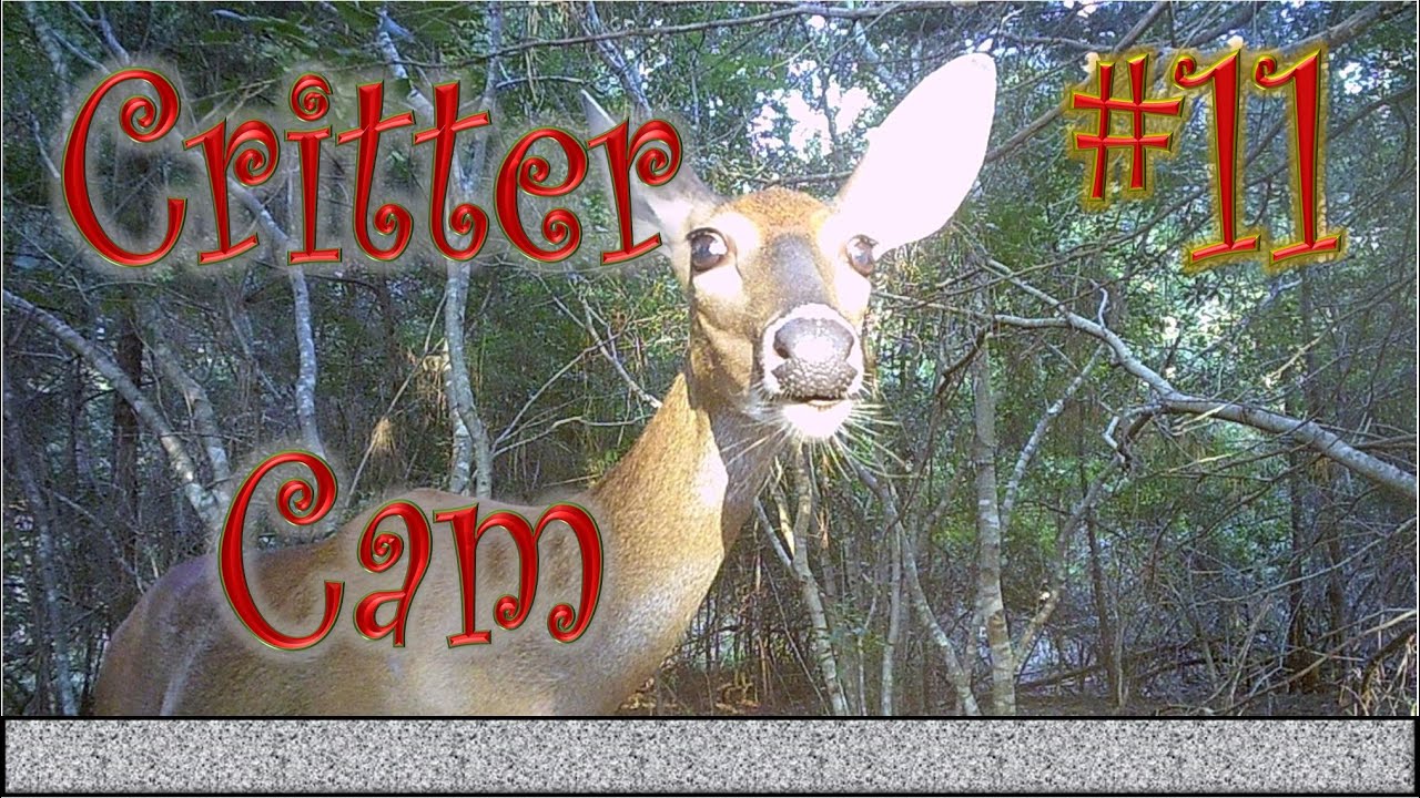 Critter Cam #11 - Huh? - YouTube