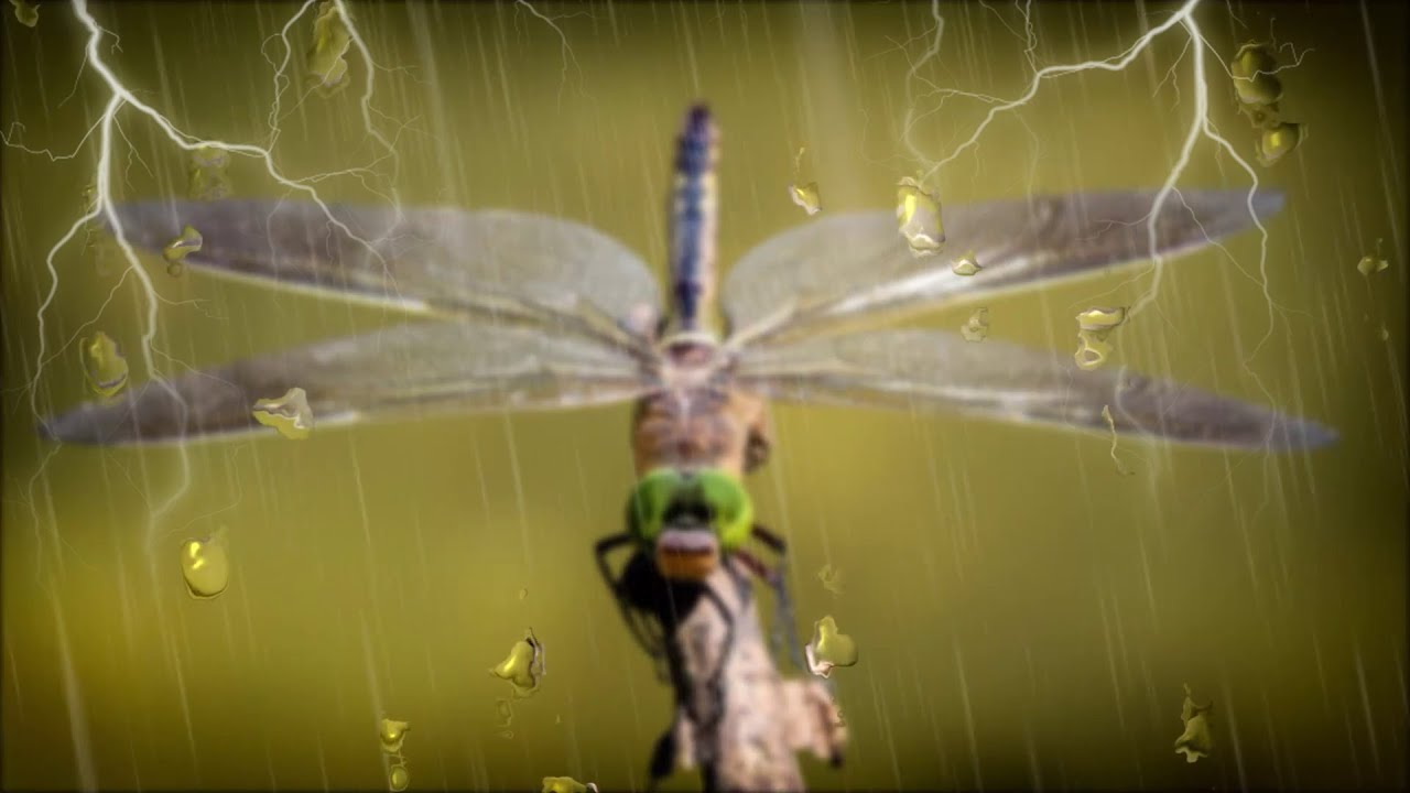 Thunderstorm And Relaxing Rain Sounds On Dragonfly For Sleeping ...