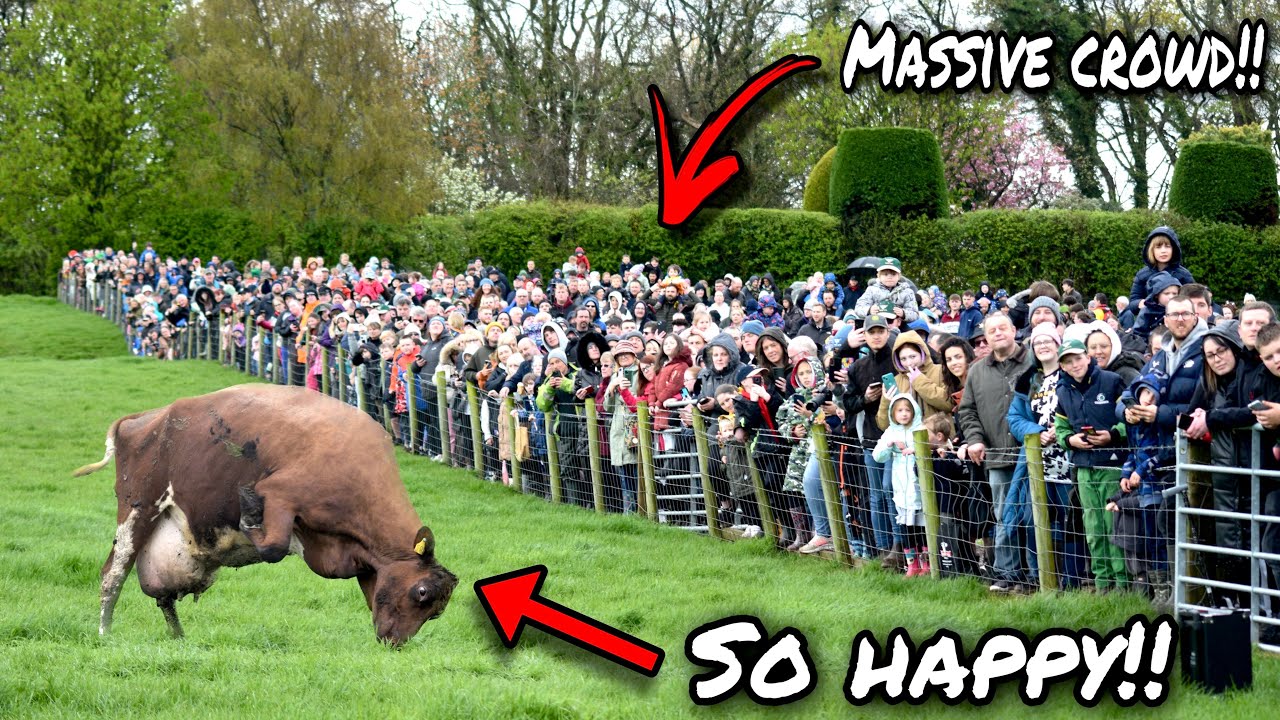 COW'S GO BALLISTIC SEEING GRASS FOR FIRST TIME IN 6 MONTHS!... BEST ...