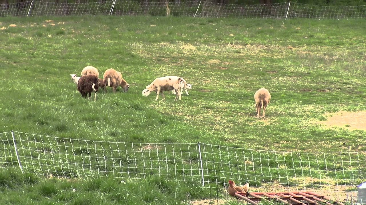 Baby lambs racing in field - YouTube