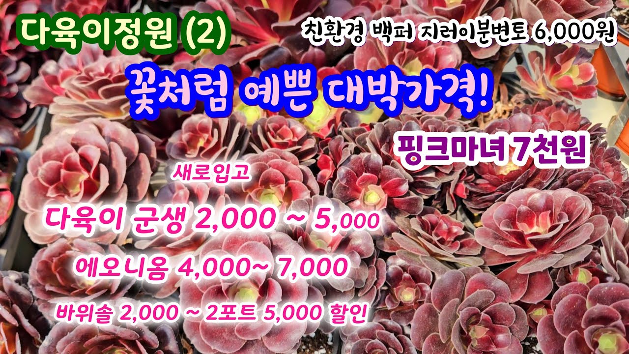 다육이정원 2 예쁜 다육이 2000 ~7000원까지 모아모아 가성비 짱 다육이 에오니옴 바위솔 할인까지 넘 착한 다육이