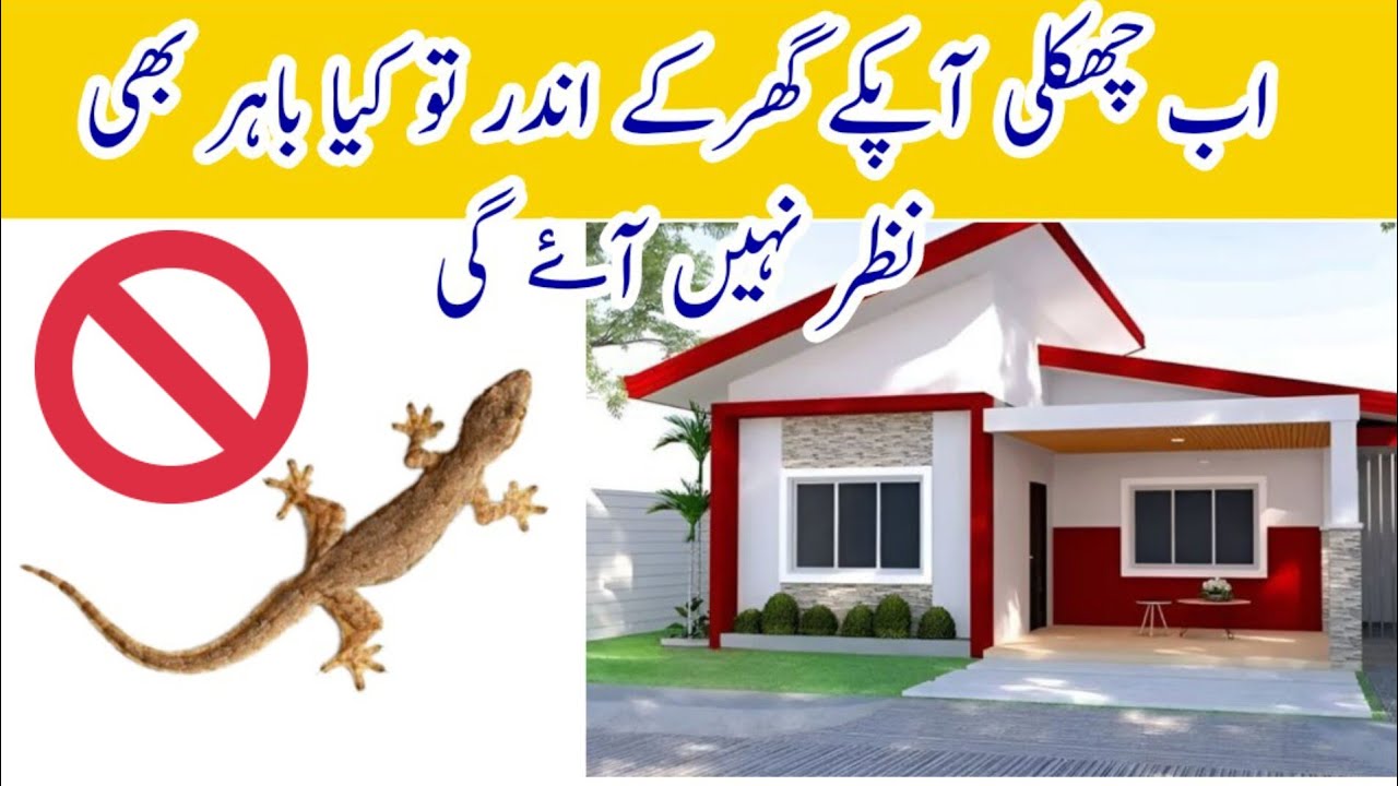 Ghar Se Chipkali Bhagane Ka Tarika|Get Rid Of Lizards At Home|Tips And ...