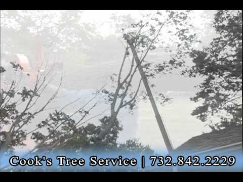 Cook''s Tree Service Inc- Tree & Stump Removal Services, Lincroft, NJ ...