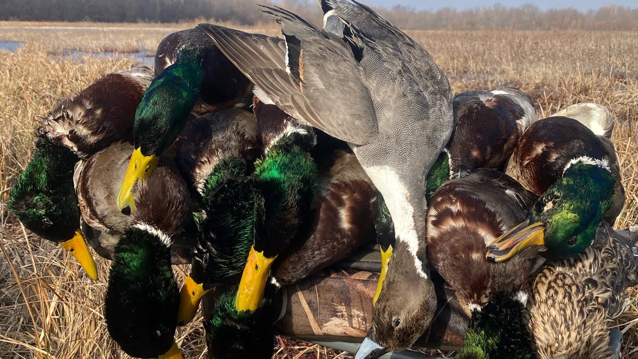 Late January Public Land MALLARD Limits - YouTube