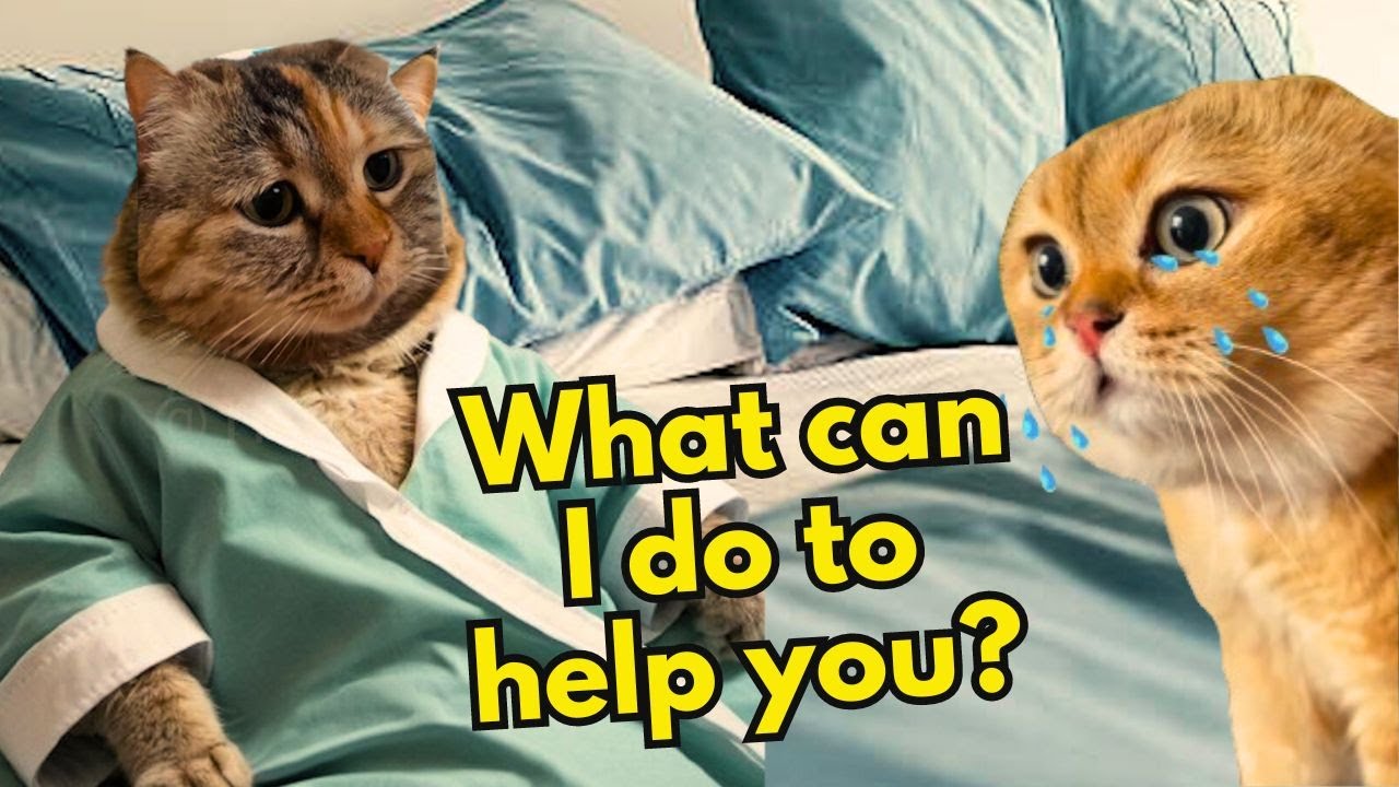 What does a Cat do when his Girlfriend is Sick? (cat memes) (Ep.28) - YouTube