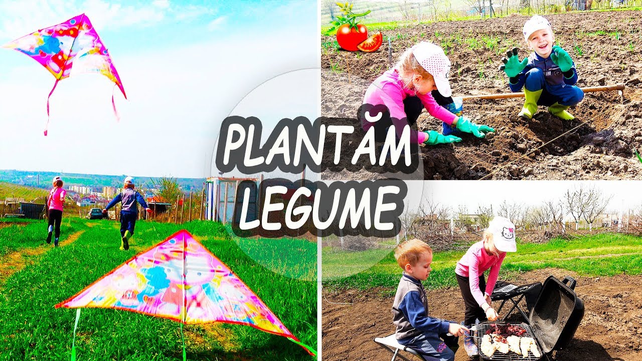 Plantam legume in gradina: cartofi dovleac rosie | Lectii de gradinarit ...