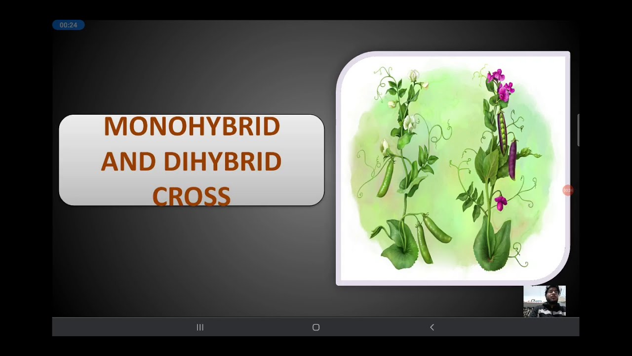 Monohybrid cross (with examples) - YouTube