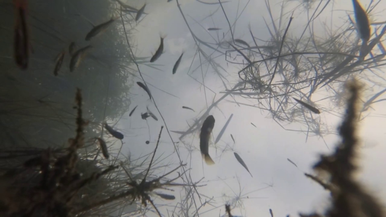 Taman Di bawah permukaan Air Parit - YouTube