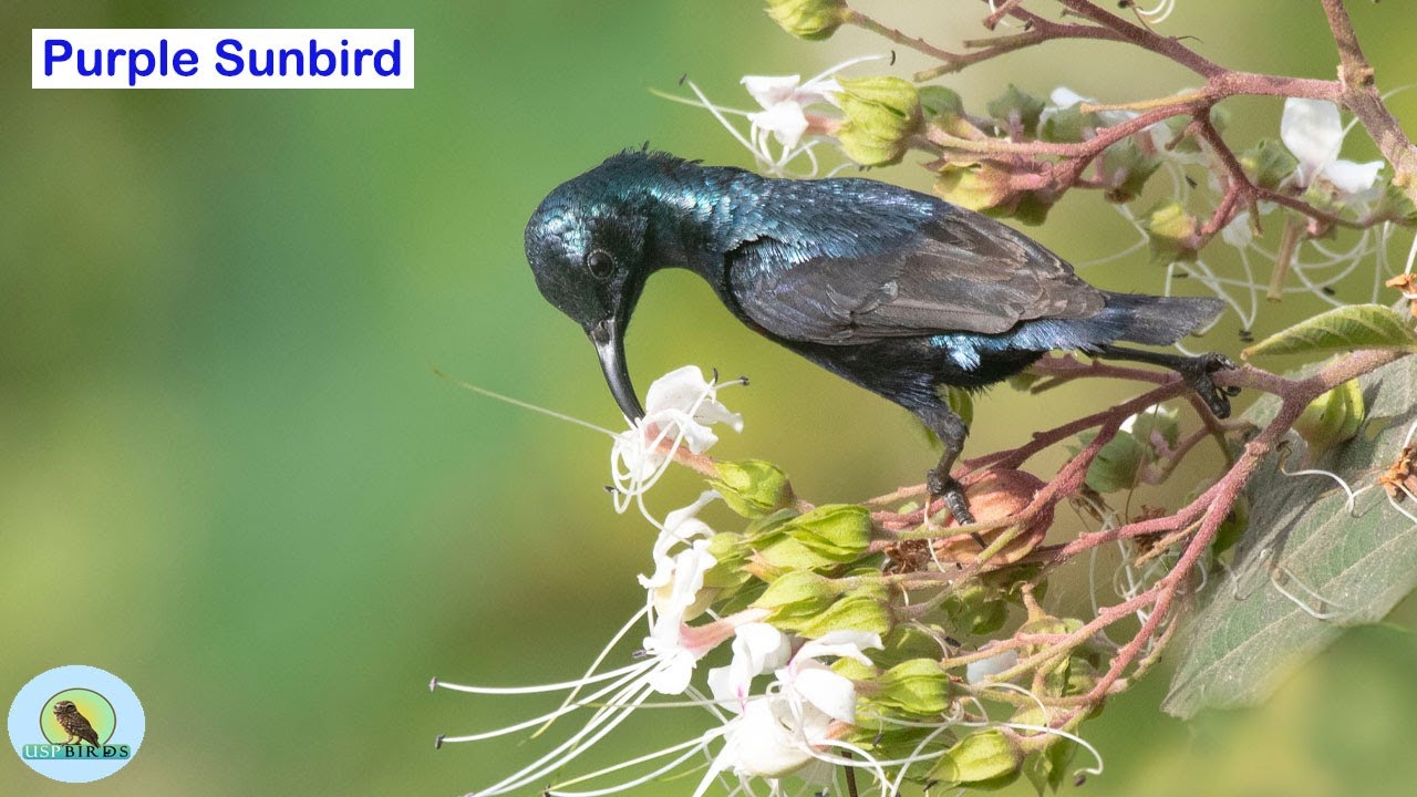 Purple Sunbird । Sunbird। Durga Tuntuni । USP BIRDS । Wildlife ...