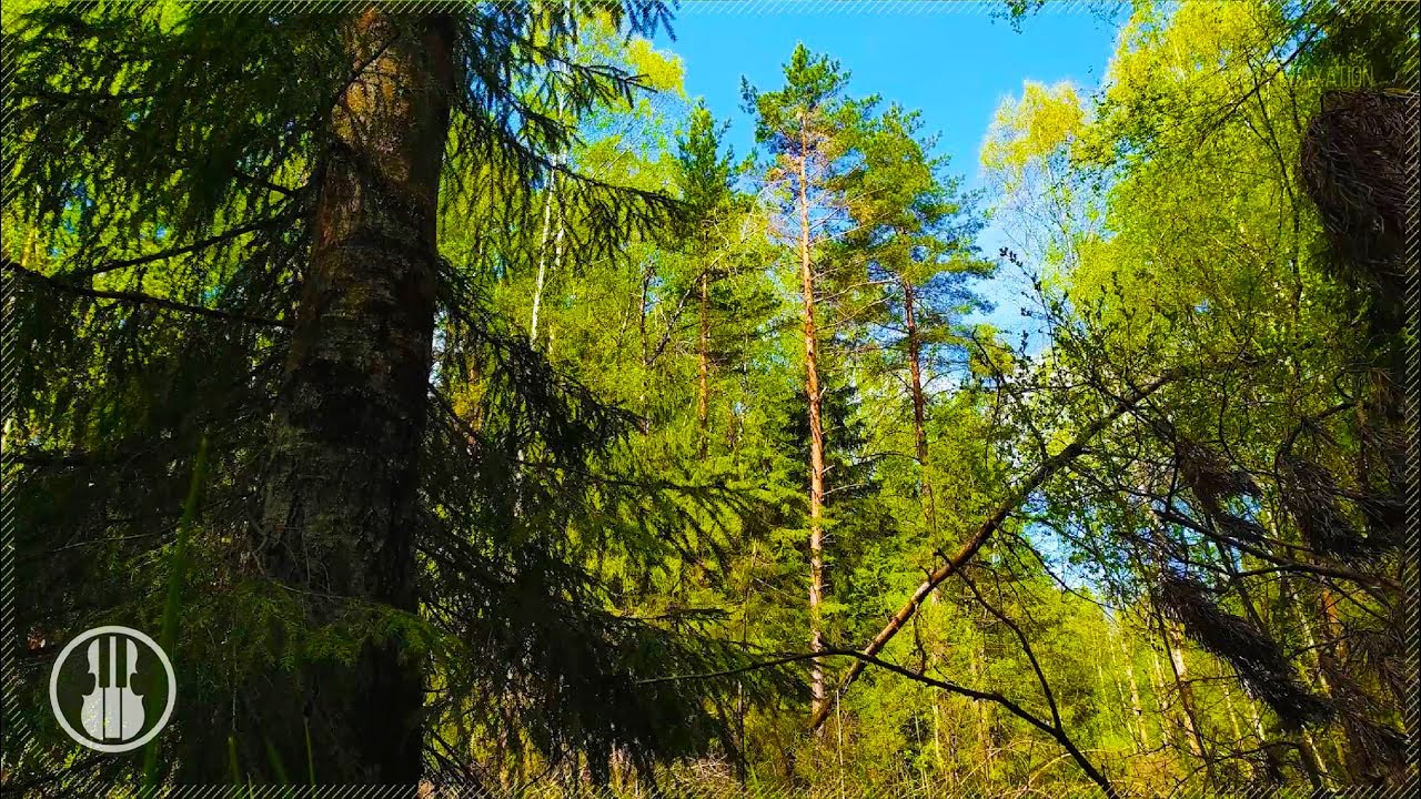 Windy Forest. Natural Spring Birdsong and Wind Sound for Relaxation ...