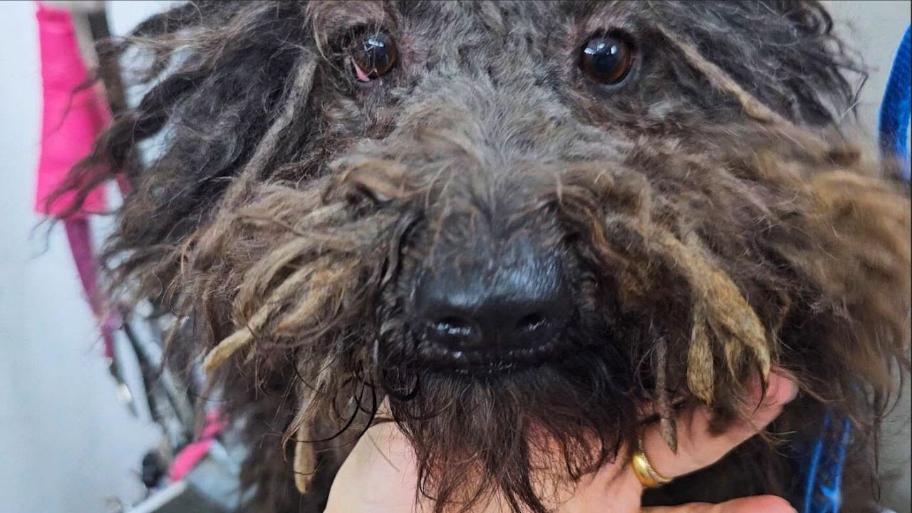 The Surprising Transformation of Puli Dog: From Mop to Fabulous! - YouTube