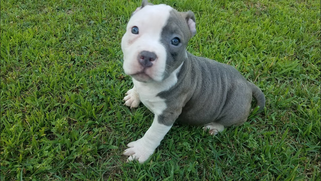 Took my runt girl Diggity Dot to the cookout with me and she had fun ...