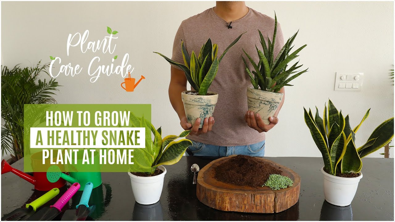 How to Grow a Healthy Snake Plant at Home || Plant Care Guide - YouTube