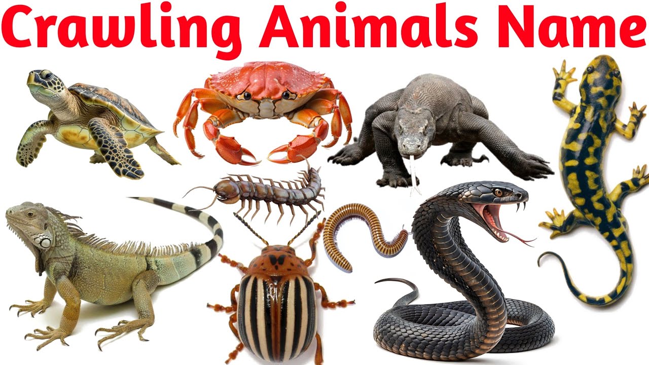 Crawling Creatures for Kids | Learn Tiny Animals That Crawl with Names ...