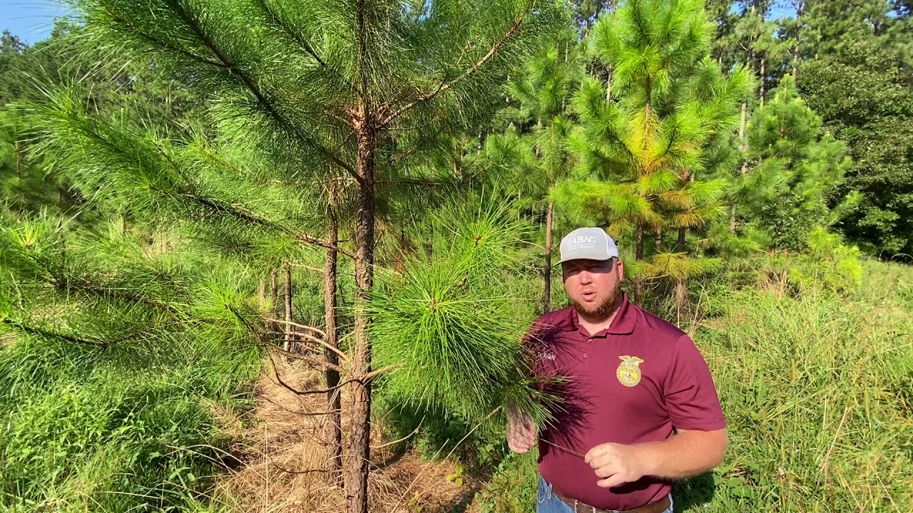 Slash Pine (Pinus elliottii) Identification - YouTube