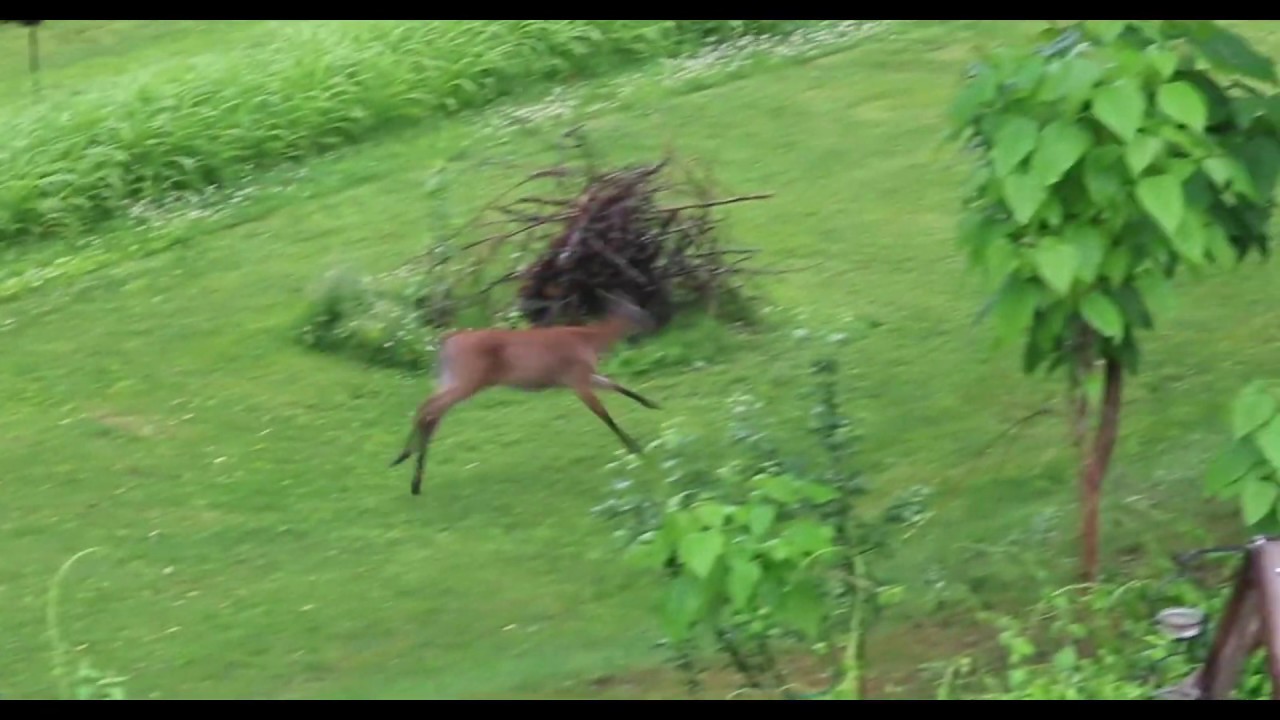 Deer Playing - YouTube