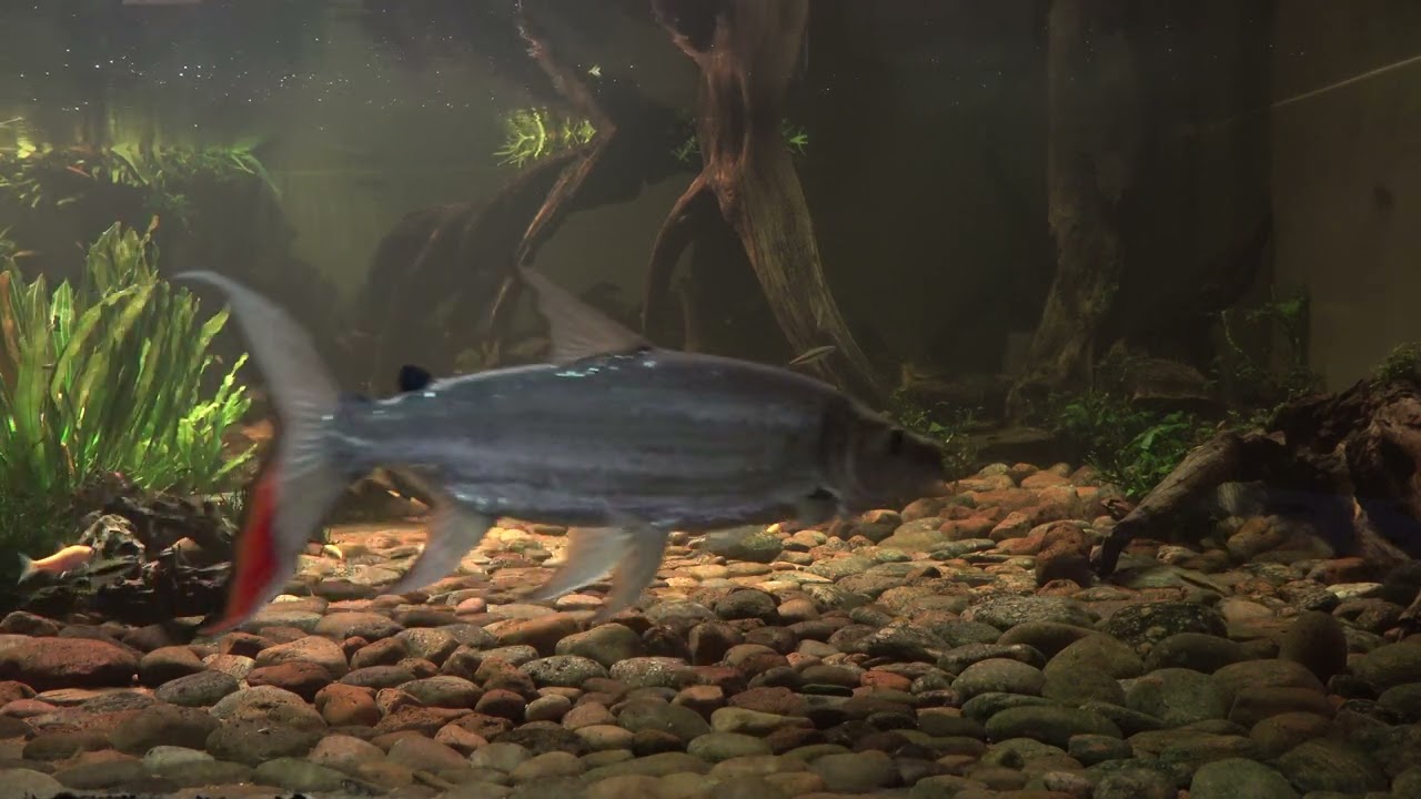 goliath tigerfish training jaws - YouTube