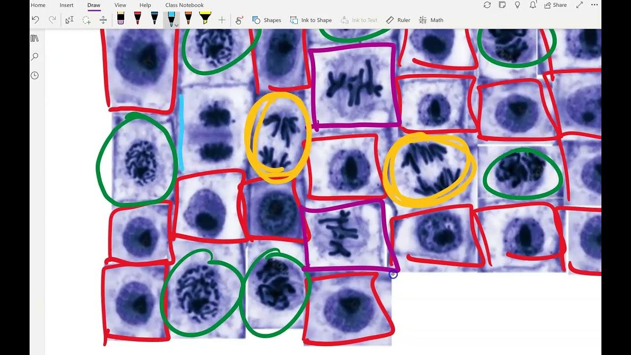 Cell Cycle Lab Part 1 for Absent Students - YouTube