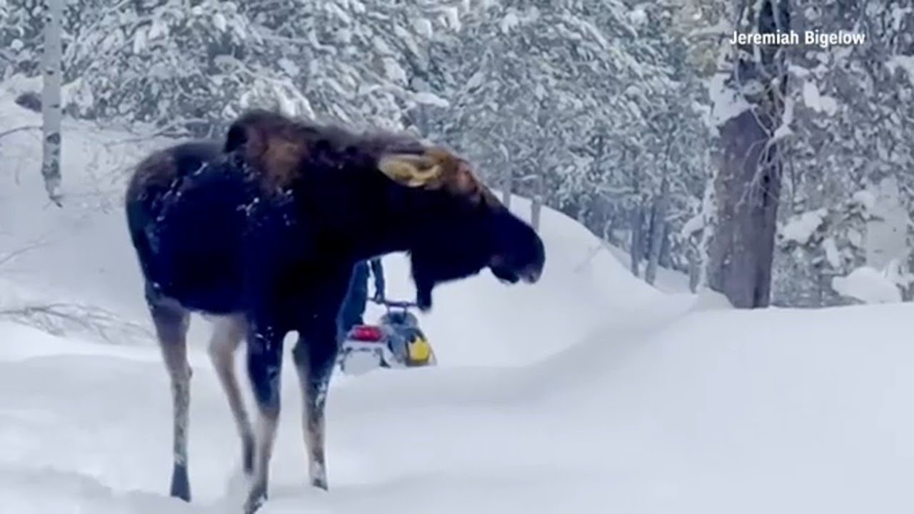 Sled rider captures video of moose charging brother's snowmobile - YouTube