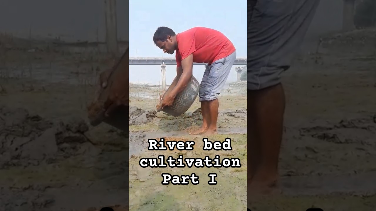 River bed cultivation Part I #trendingshorts #jamalkudu #diara - YouTube