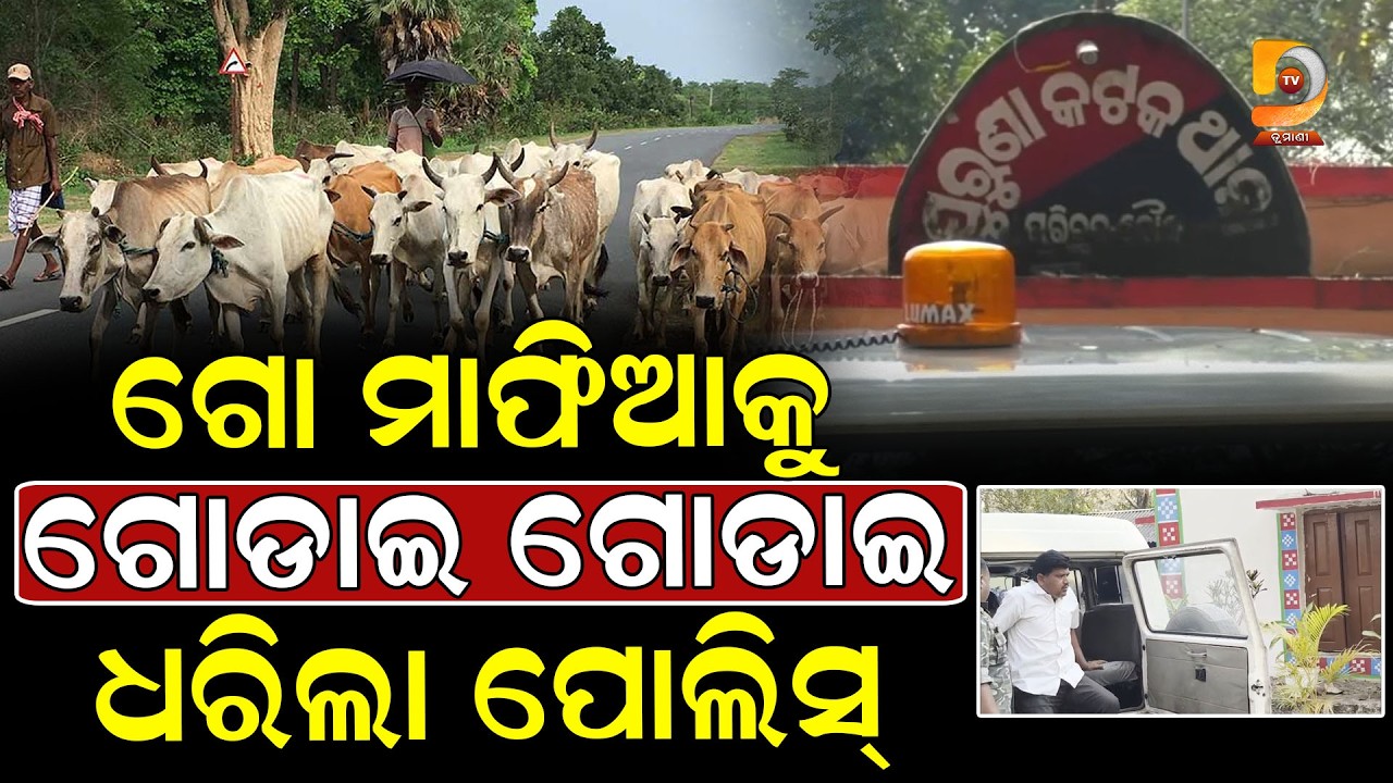ବୌଦ୍ଧରେ ବେଆଇନ ଗୋ-ଚାଲାଣ ଉପରେ ପୋଲିସର ବଡ଼ ଆକ୍ସନ || Dumani Tv - YouTube