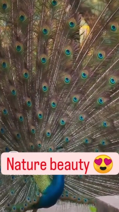 Sawan Ka Mahina Mein Mor Ka Beautiful Dance🌧️ ️ Nature Peacock Youtube