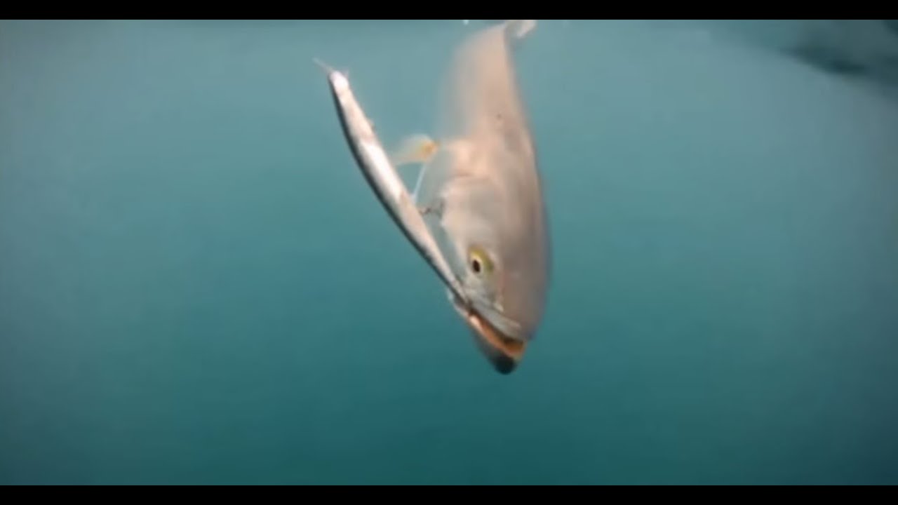 Pesca Pesci Serra Spinning - YouTube