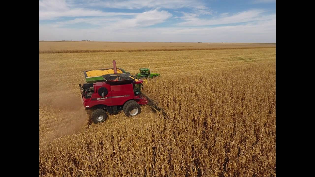 Western Kansas corn harvesting w/ 2 16row/30" rigs - YouTube