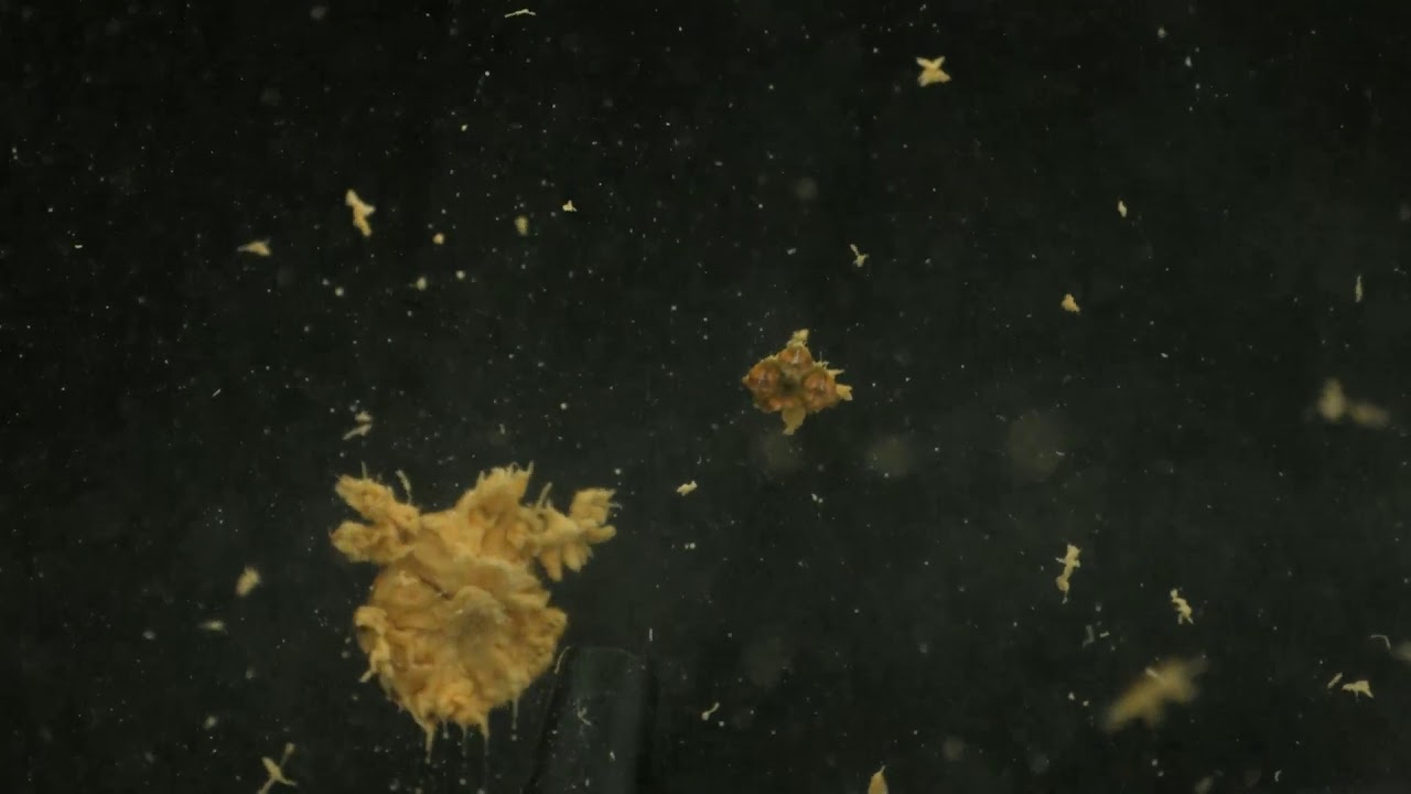 pineapple explosion - YouTube